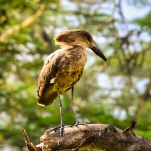 Watalii Safaris – Your friends beyond the adventure