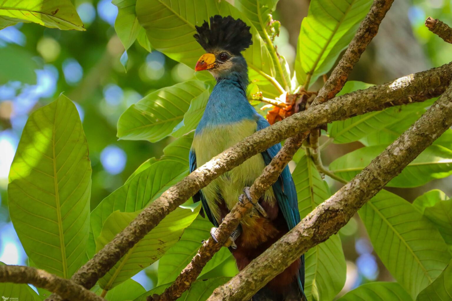 Watalii Safaris – Your friends beyond the adventure