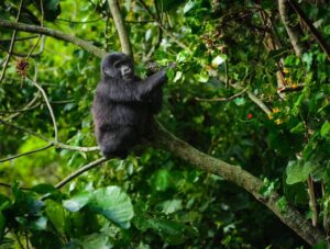Watalii Safaris – Your friends beyond the adventure