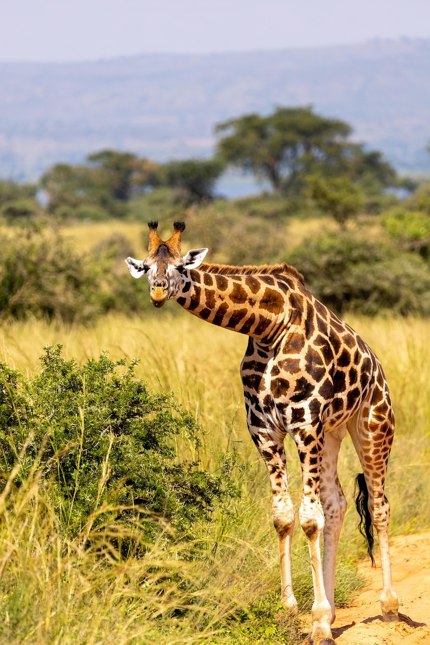 Watalii Safaris – Your friends beyond the adventure