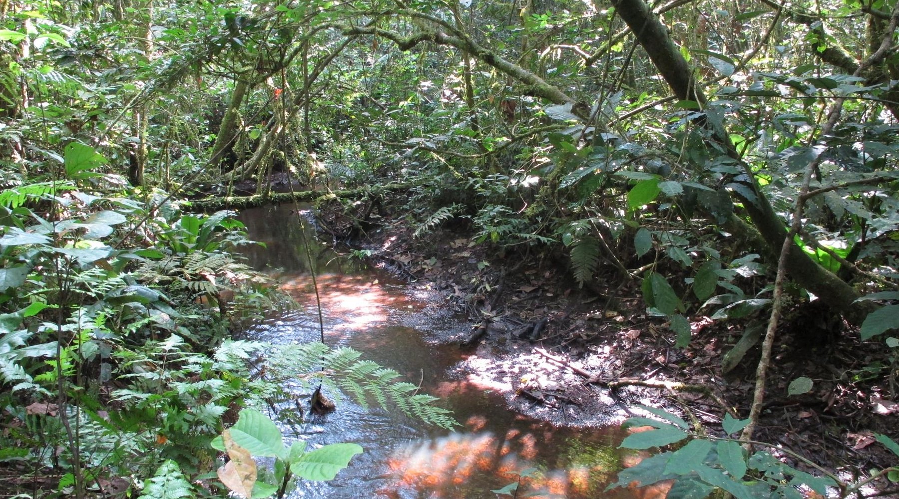 Kalinzu Central Forest Reserve - Watalii Safaris